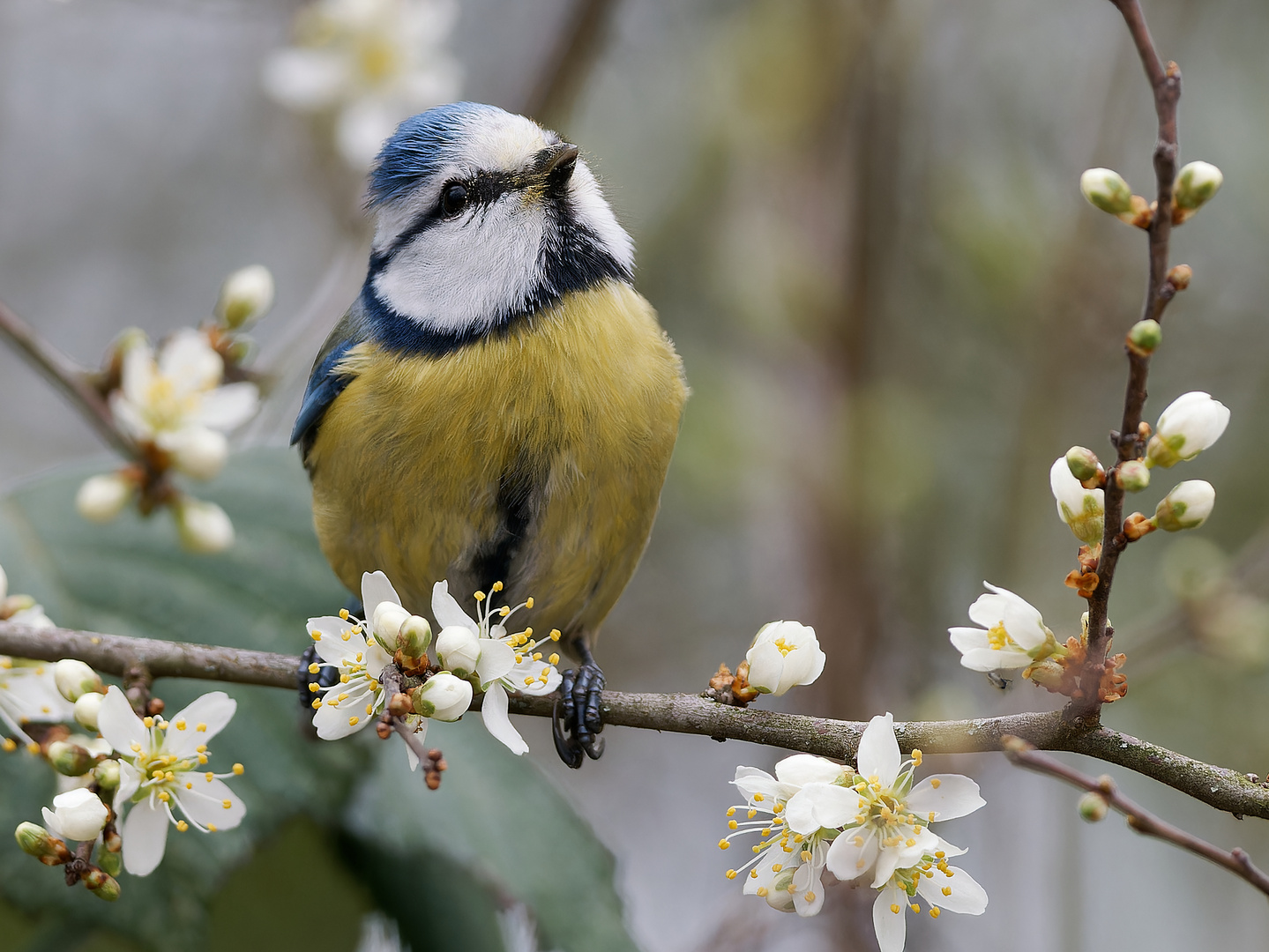 Blaumeise im Frühling Foto & Bild | tiere, wildlife, wild lebende vögel ...