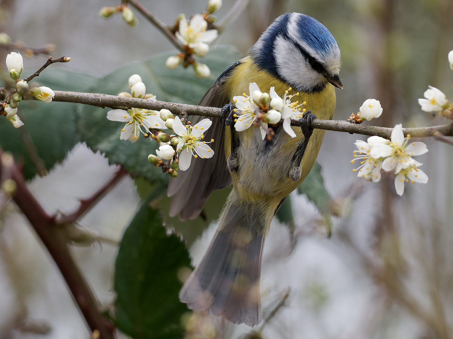 Blaumeise im Frühling Foto & Bild | tiere, wildlife, wild lebende vögel ...
