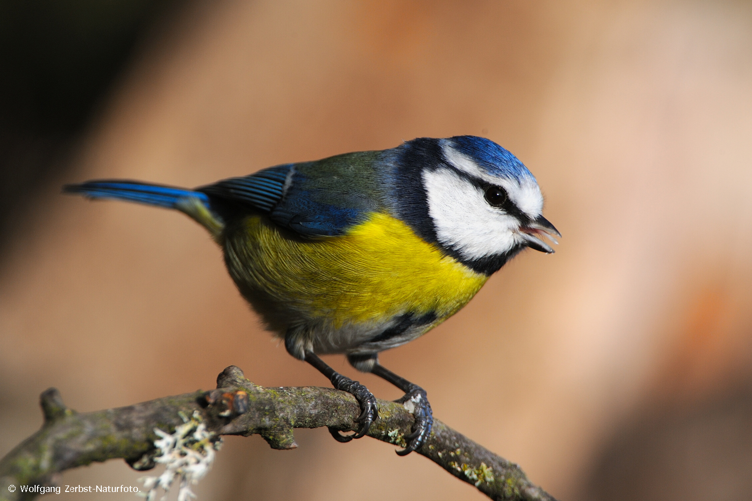 Blaumeise--- ( Parus caeruleus ) Foto & Bild | natur, vögel, wildlife ...