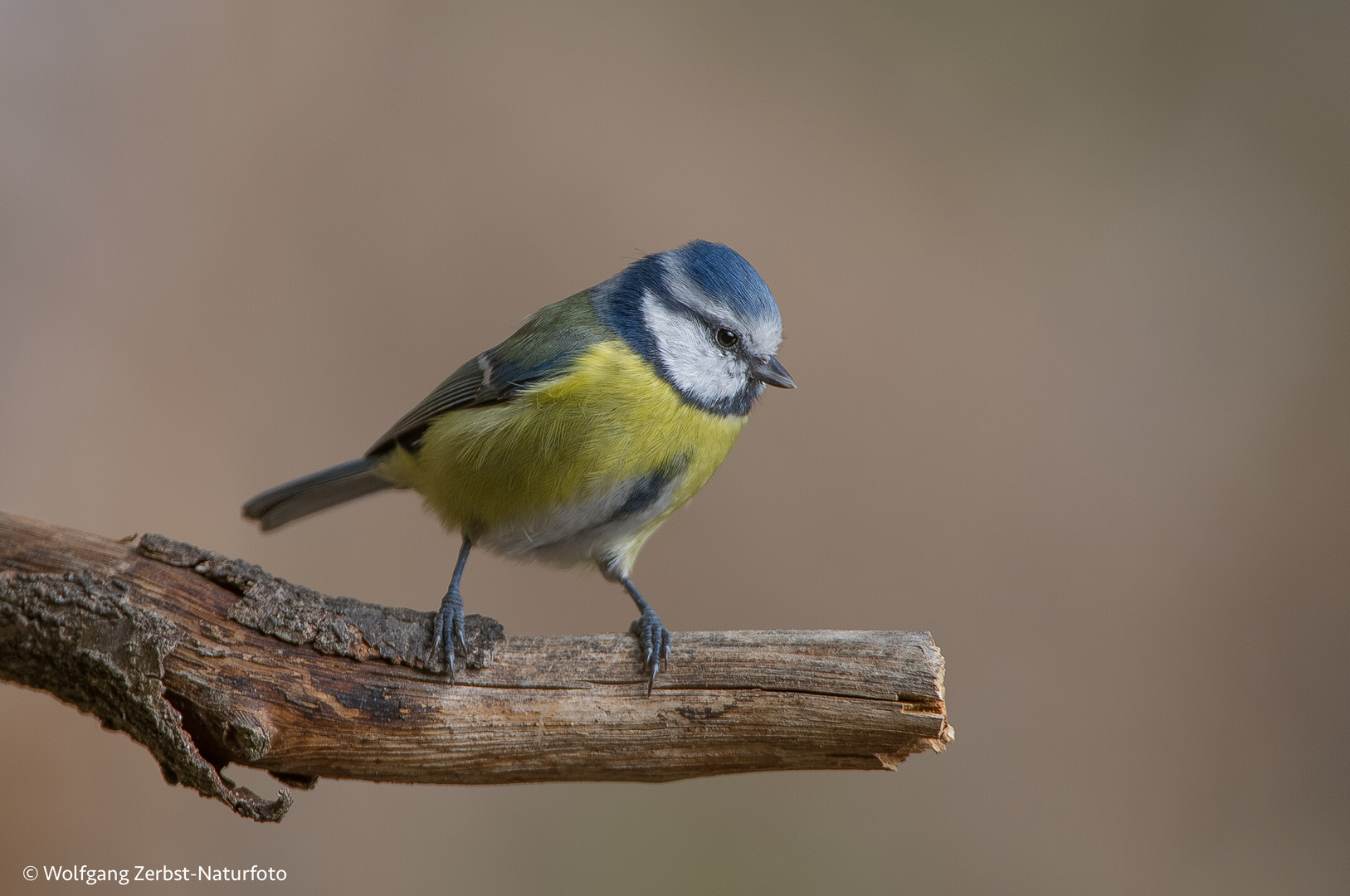 -- Blaumeise -- ( Parus caeruleus ) Foto & Bild | fotos, natur, tiere ...