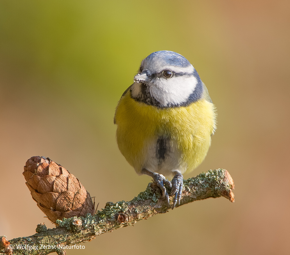 Blaumeise --- ( Parus caeruleus ) Foto & Bild | fotos, natur, tiere ...