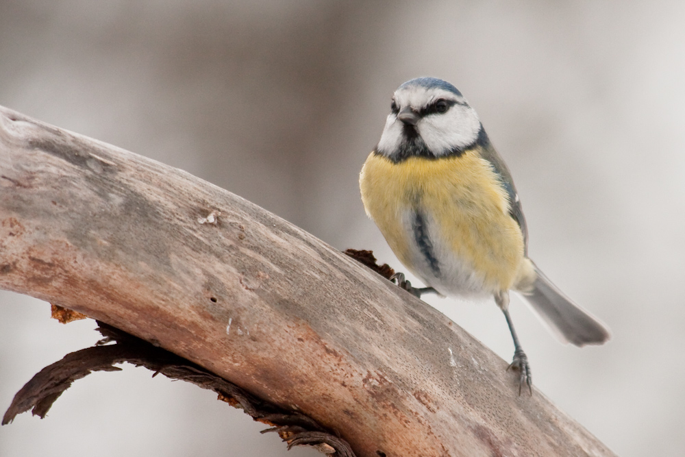 Blaumeise (Parus caeruleus), mglw. Weibchen Foto & Bild | tiere ...
