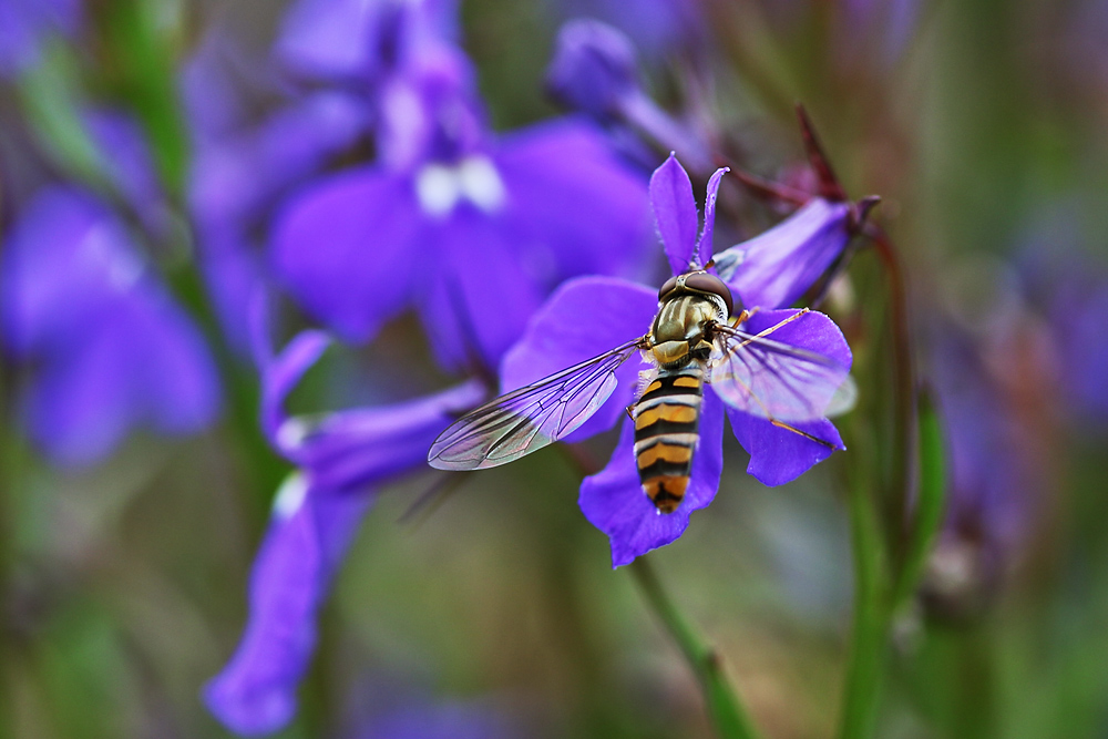 Blaupause Foto & Bild | tiere, wildlife, insekten Bilder auf fotocommunity