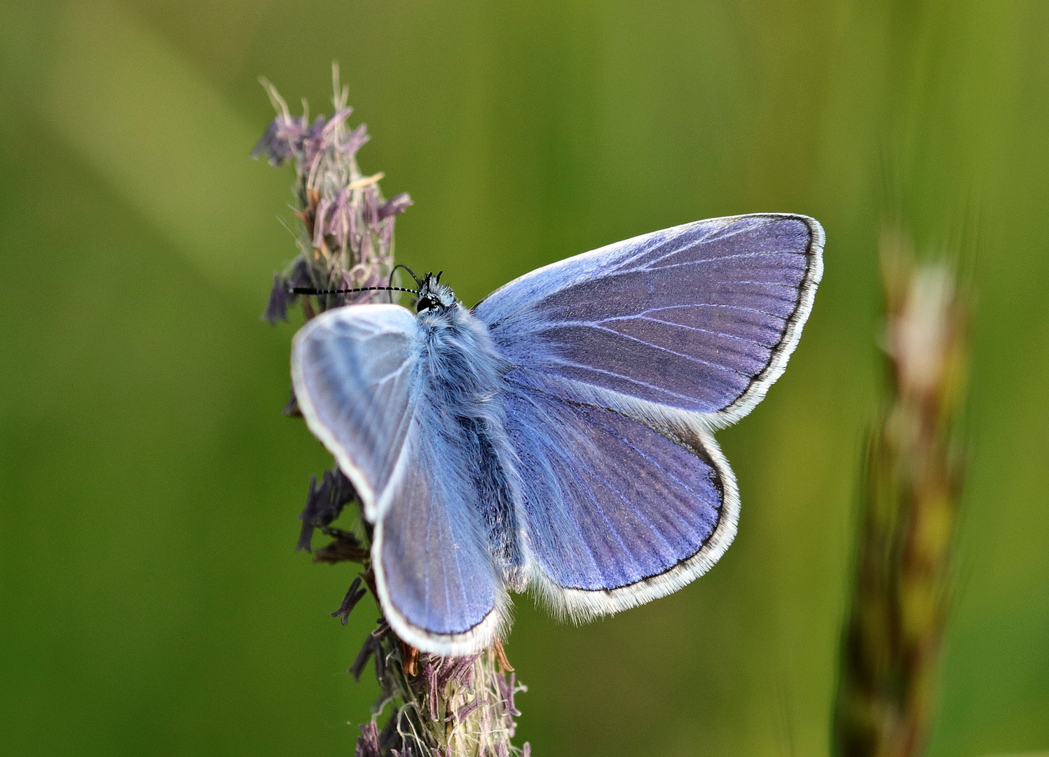 ~Blaupause~ Foto & Bild | tiere, wildlife, schmetterlinge Bilder auf ...