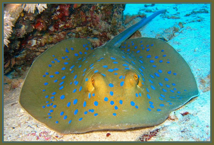 Blaupunkt-Rochen Foto & Bild | unterwasser, natur-kreativ ...