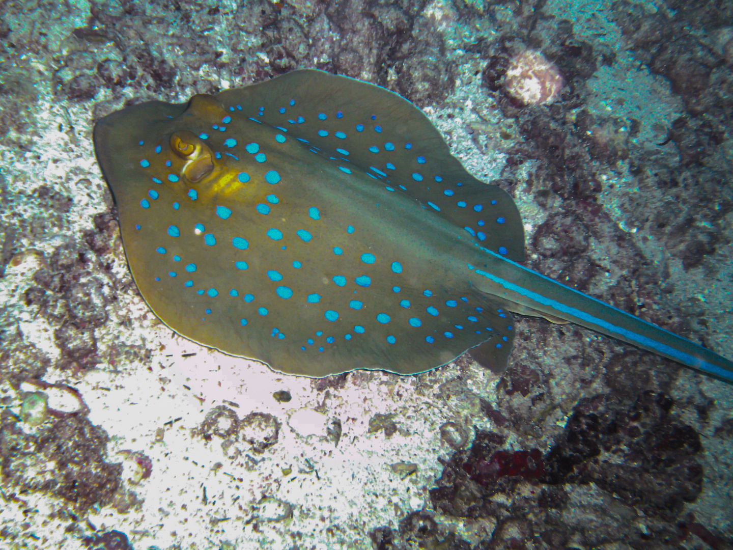 Blaupunkt Rochen Foto & Bild | tiere, wildlife, fische Bilder auf ...