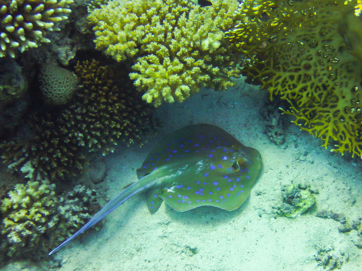 Blaupunkt Stachelrochen Foto & Bild | tiere, wildlife, fische Bilder ...