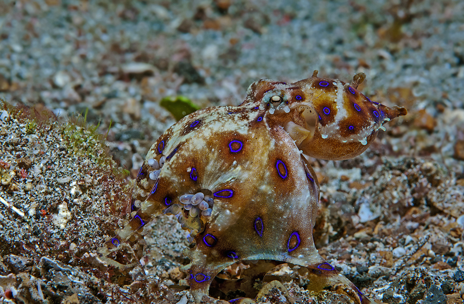 Blauring-Oktopus mit Eiern Foto & Bild | natur, tiere, wildlife Bilder ...