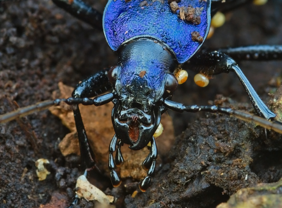 Blauvioletter Waldlaufkäfer (Carabus problematicus) Foto & Bild | tiere ...