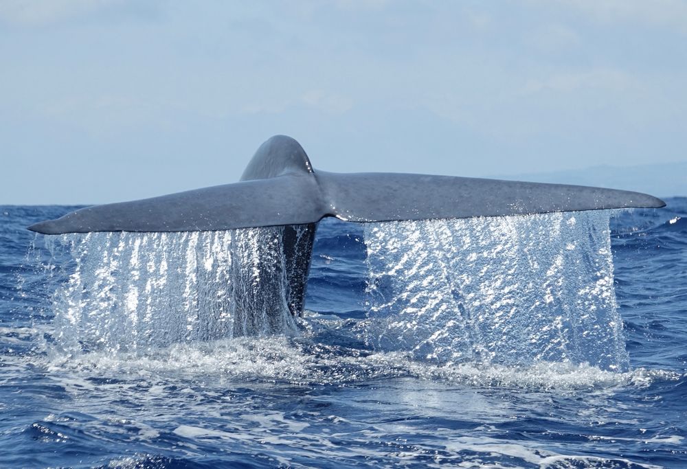 Blauwal #01 Foto & Bild | azoren 2018, natur Bilder auf fotocommunity