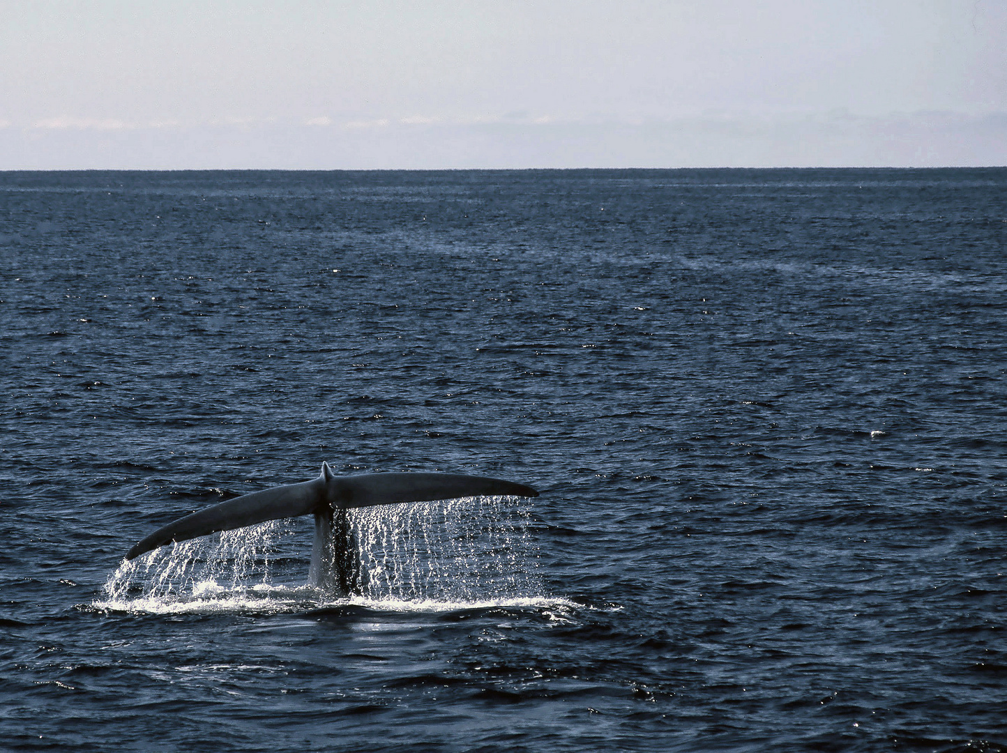 Blauwal Foto & Bild | tiere, wildlife, natur Bilder auf fotocommunity