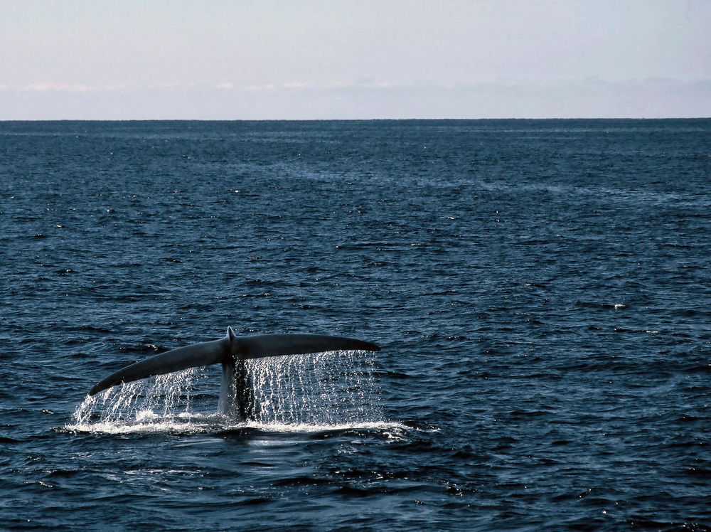 Blauwal Foto & Bild | tiere, wildlife, natur Bilder auf fotocommunity