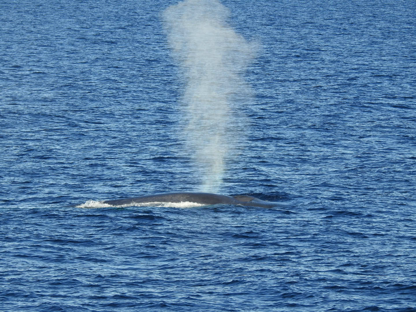 Blauwal Foto & Bild | meer, natur, tiere Bilder auf fotocommunity