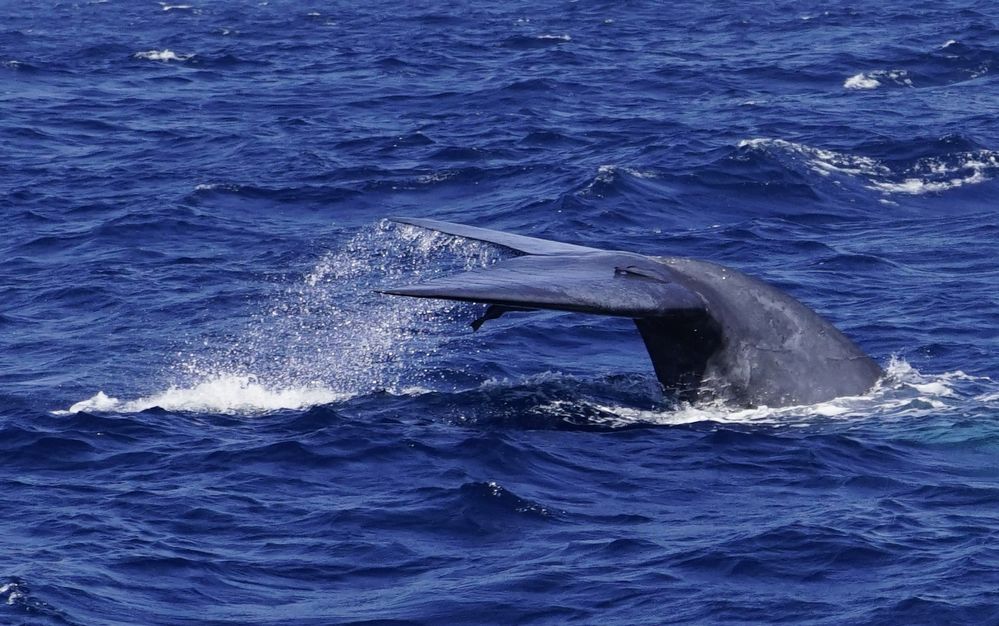 Blauwal. Foto & Bild | tiere, wildlife, säugetiere Bilder auf fotocommunity