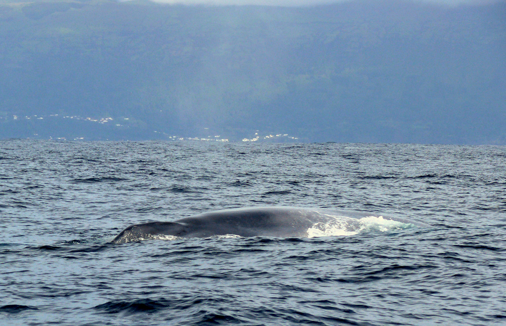 Blauwal Foto & Bild | tiere, wildlife, säugetiere Bilder auf fotocommunity