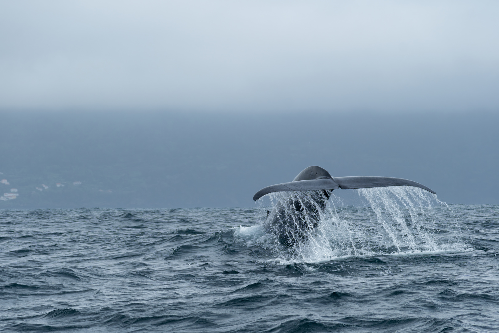 Blauwal beim abtauchen Foto & Bild | europe, portugal, tiere Bilder auf ...