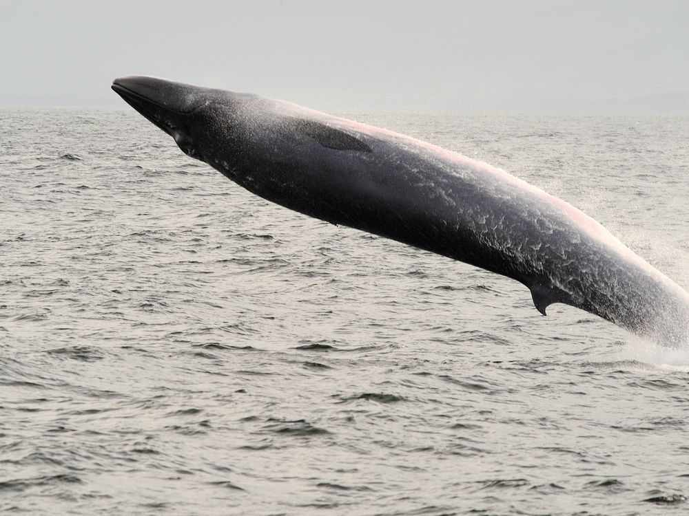 Blauwal Foto & Bild | tiere, wildlife, säugetiere Bilder auf fotocommunity