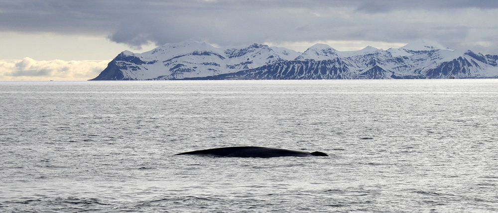 Blauwal I Foto & Bild | norwegen, arktis, arctic Bilder auf fotocommunity