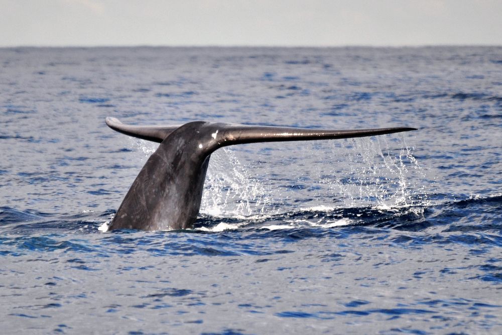 Blauwal_01 Foto & Bild | südasien, natur, tiere Bilder auf fotocommunity