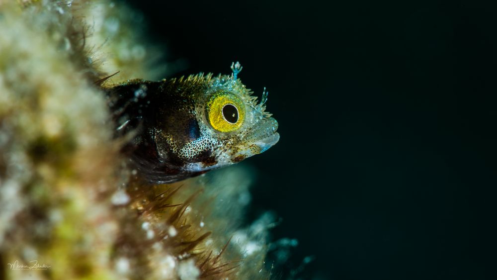 Bleni Foto & Bild | north america, central america, caribbean sea ...