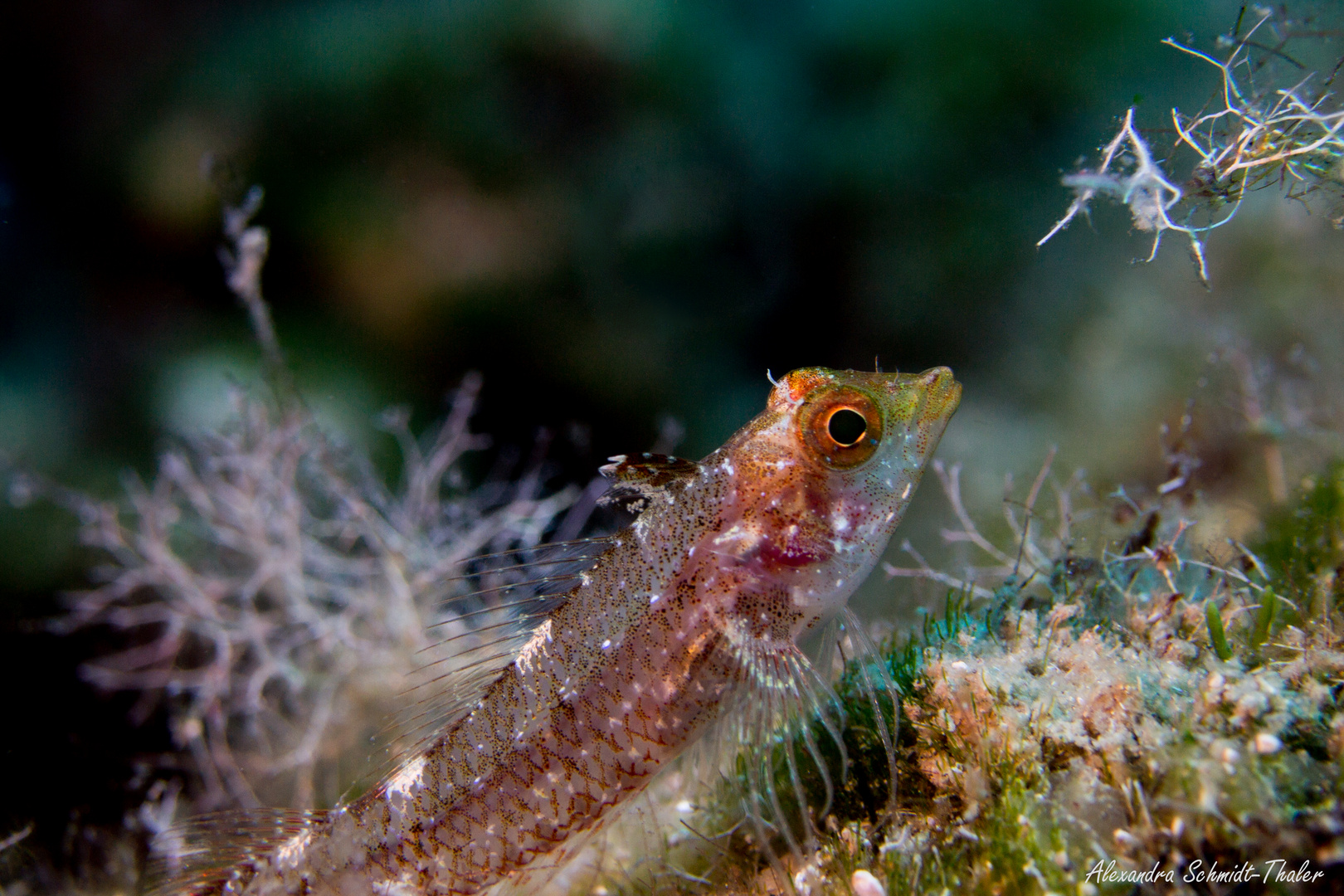 Blenny Foto & Bild | natur, tiere, fische Bilder auf fotocommunity
