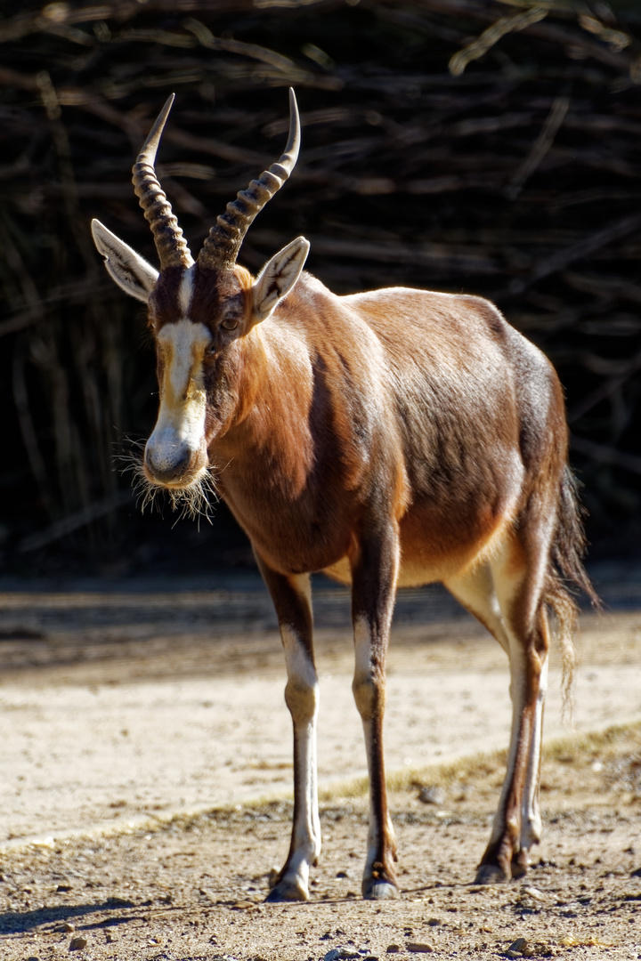 Blessbock Foto & Bild | tiere, zoo, wildpark & falknerei, säugetiere ...