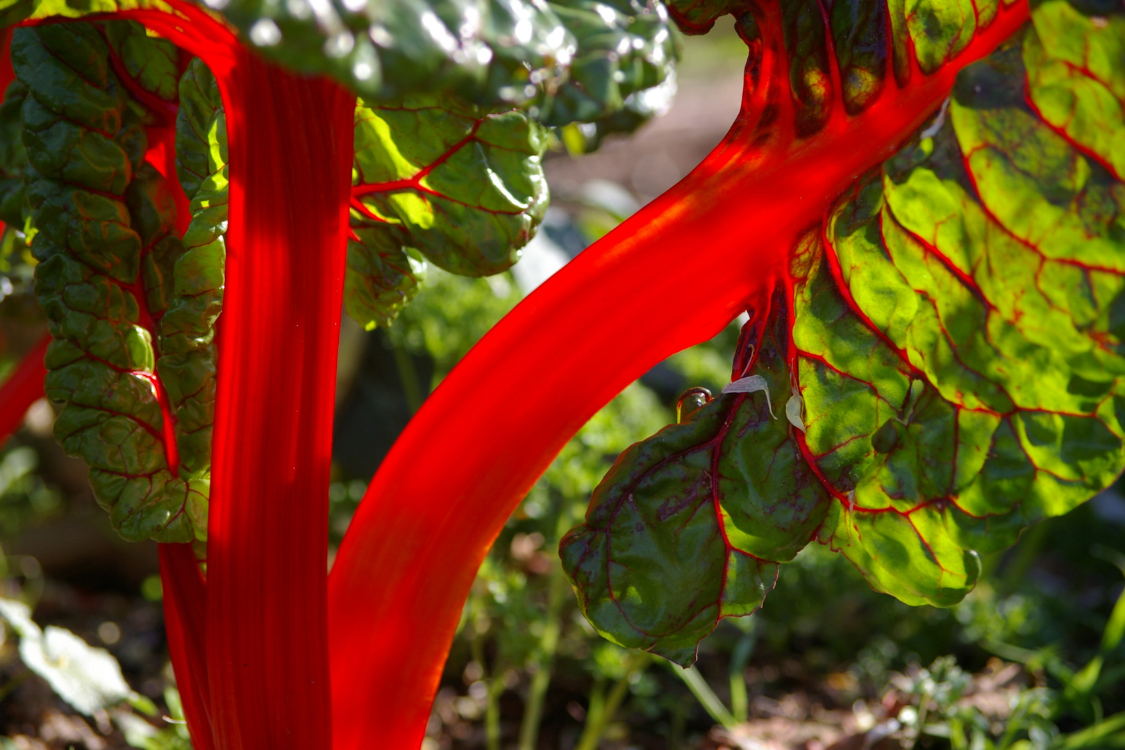 blette photo et image | jardins, botanique, fotos Images fotocommunity