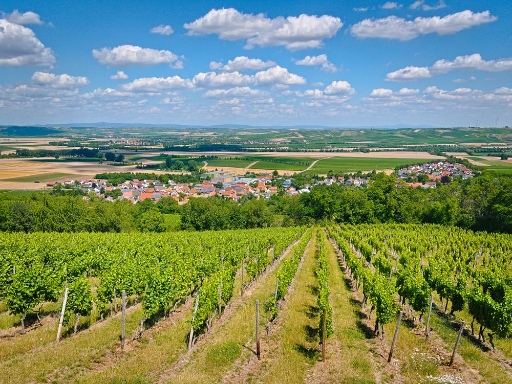 Blick auf Bornheim vom Weinbergsturm Foto & Bild | natur, landschaft ...