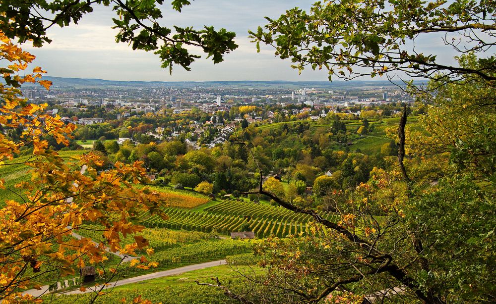 Blick auf das herbstliche Heilbronn Foto & Bild | bäume, sonne, weg ...