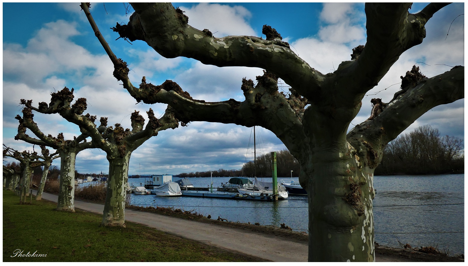 Blick auf den Rhein (I) Foto & Bild | spezial, bäume, natur Bilder auf ...