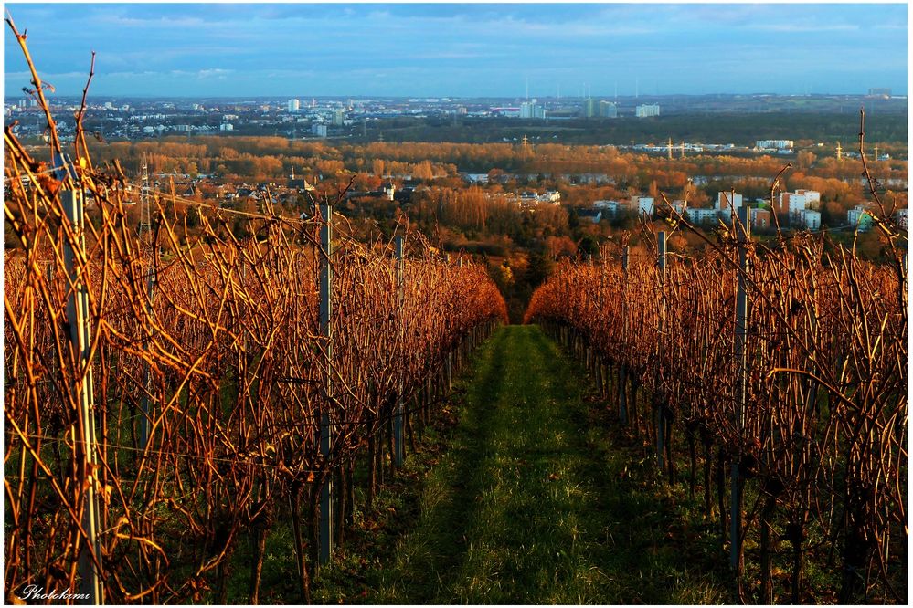 Blick auf den spätherbstlichen Rheingau Foto & Bild | spezial, natur ...