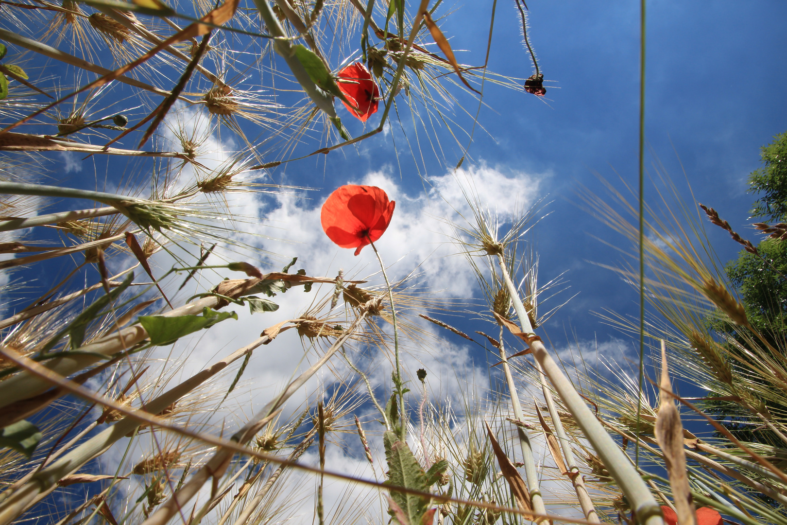 Blick aus dem Bett im Kornfeld Foto & Bild | himmel, natur, mohn Bilder auf fotocommunity