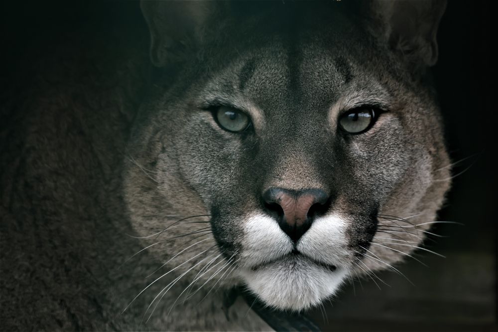 Blick des Pumas Foto & Bild | tiere, wildlife, säugetiere Bilder auf ...