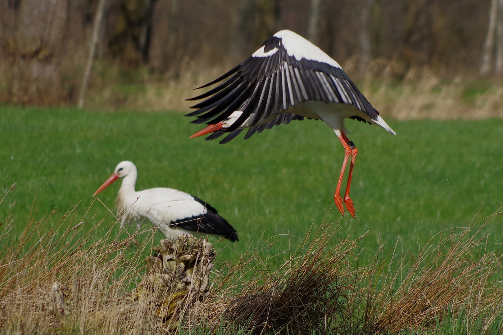 Blick durch die Federn Foto & Bild | tiere, wildlife, wild lebende ...
