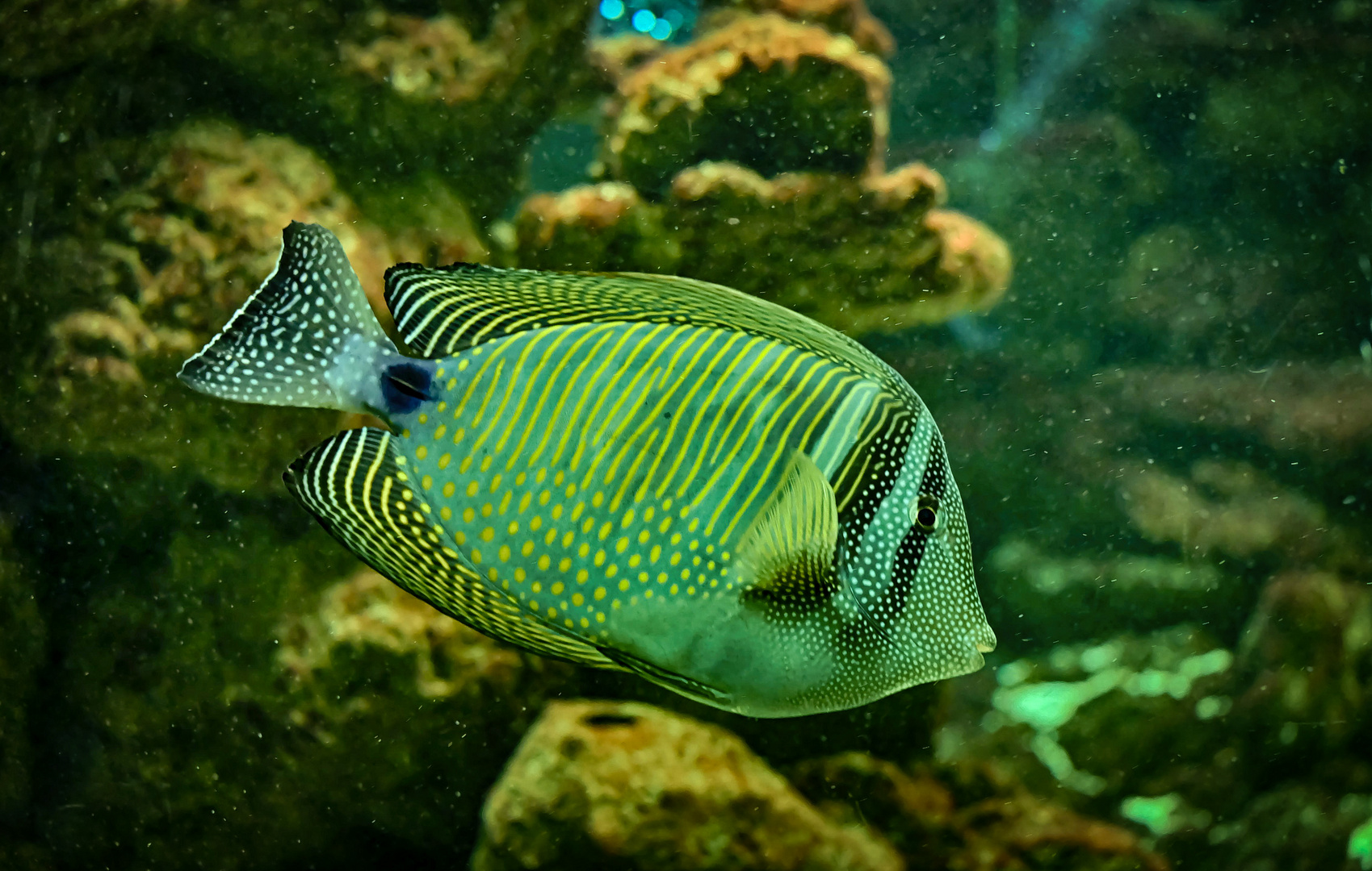 Blick durch die Scheibe 2 Foto & Bild | tiere, zoo, wildpark ...