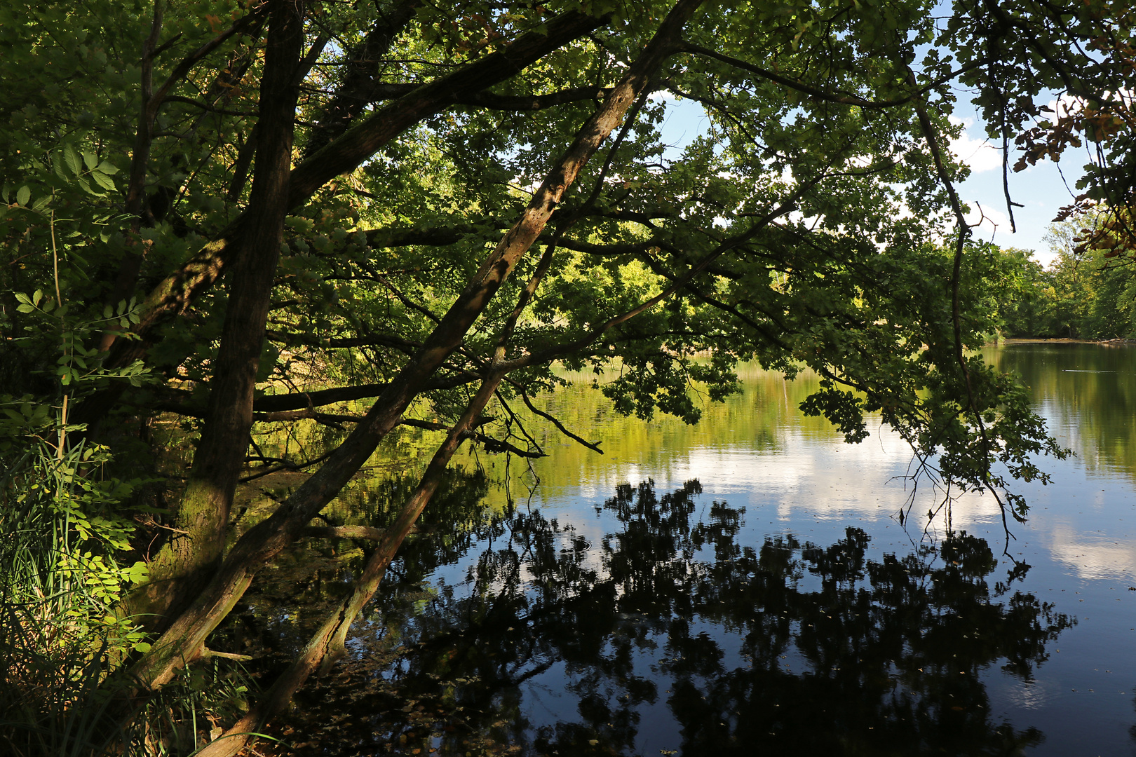 Blick durchs Eichenlaub Foto & Bild | september, spezial, wasser Bilder ...