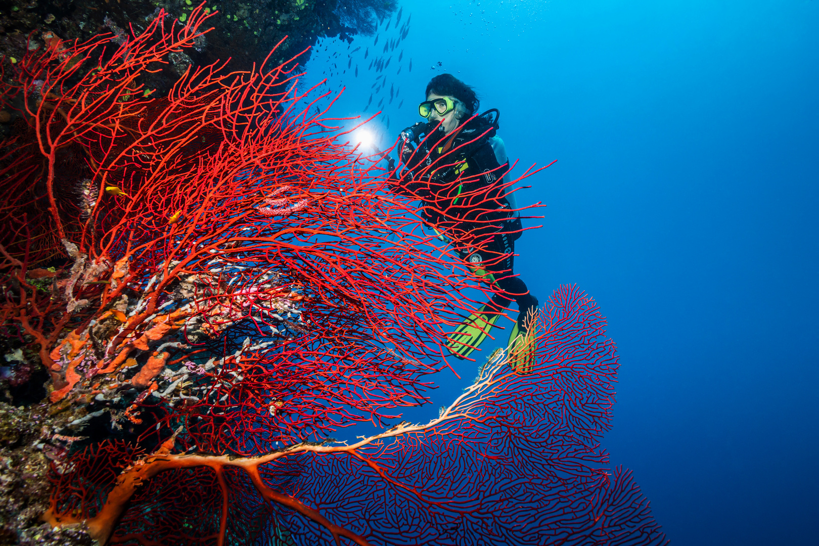 Blick hinter die Gorgonie Foto & Bild | unterwasser, uw-salzwasser ...