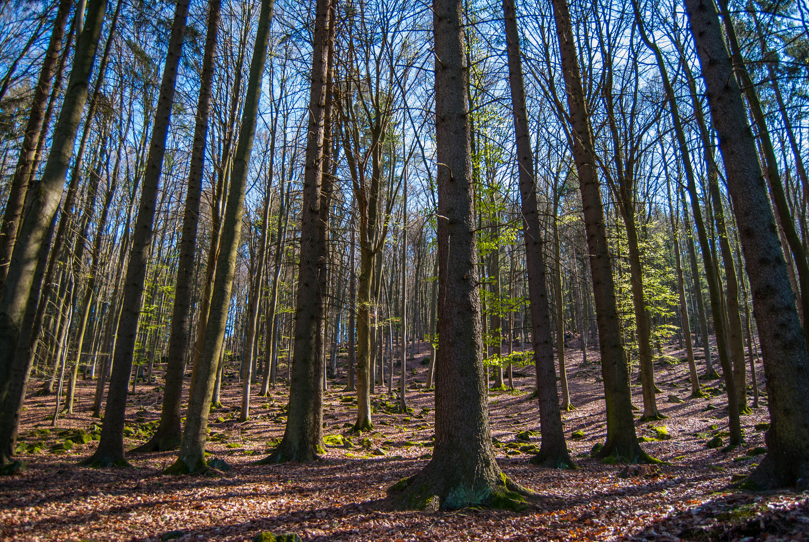 Blick in den Wald Foto & Bild | landschaft, wald, landschaft und natur ...