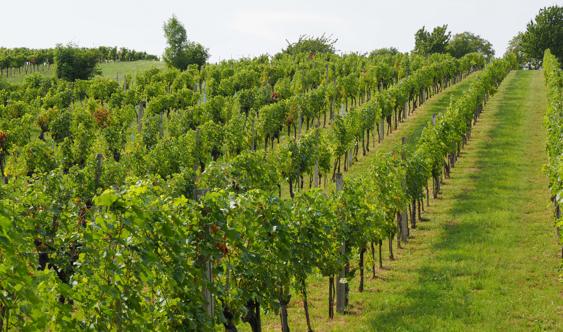 Blick in den Weinberg Foto & Bild | europe, Österreich ...