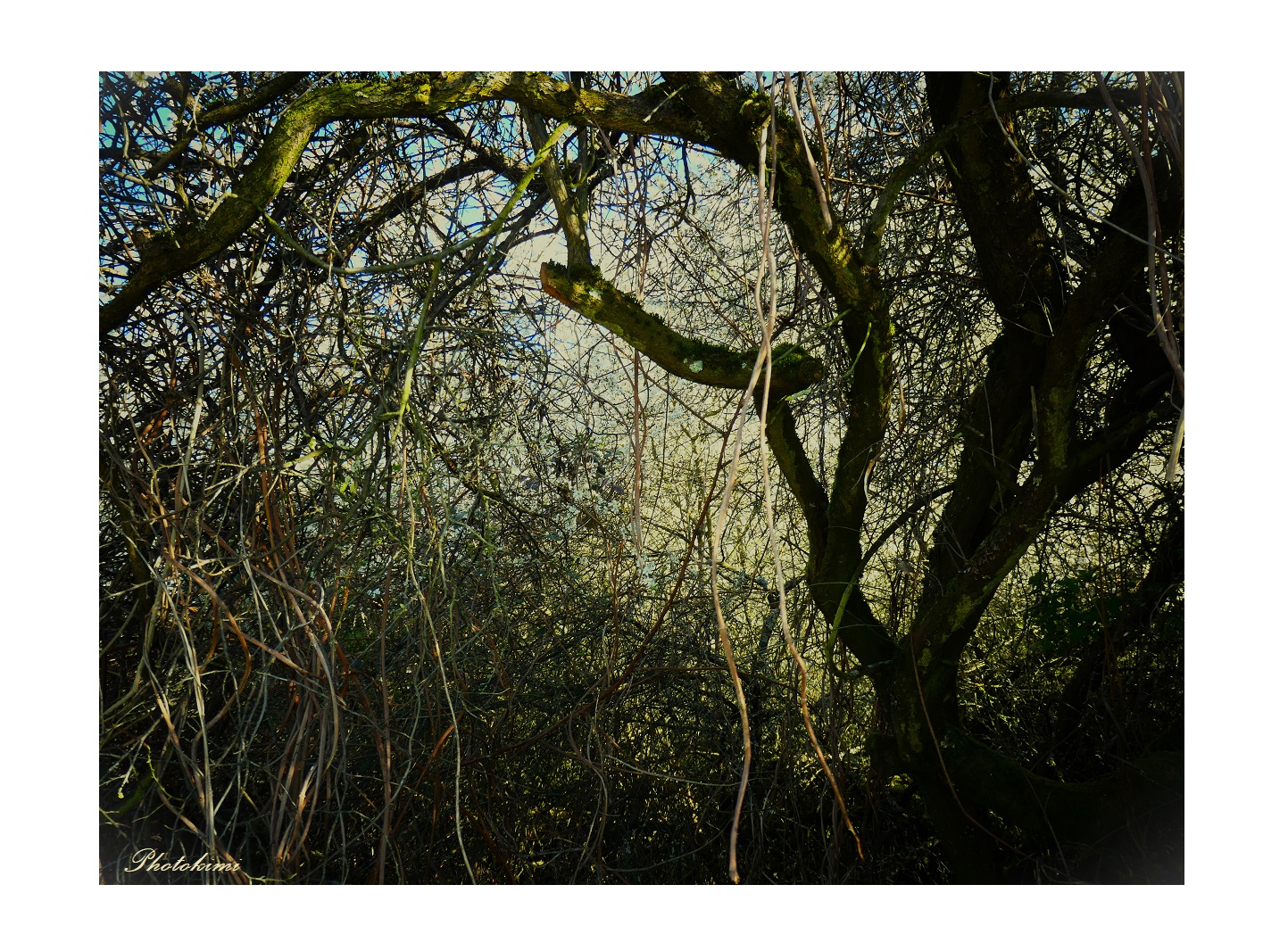 Blick in die Lianen Foto & Bild | landschaft, projekte, wald Bilder auf ...