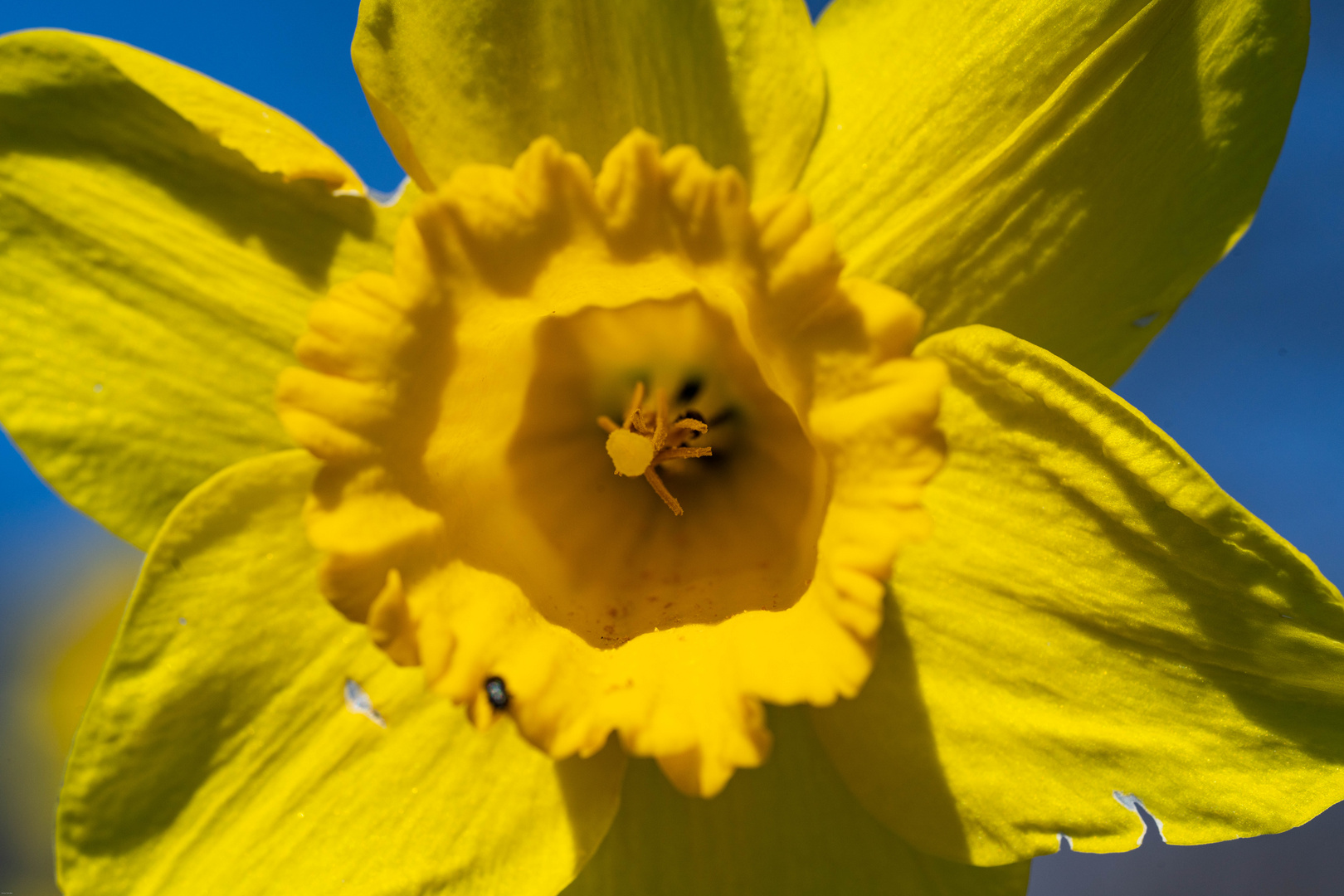 Blick in die Osterglocke Foto & Bild | pflanzen, pilze & flechten ...