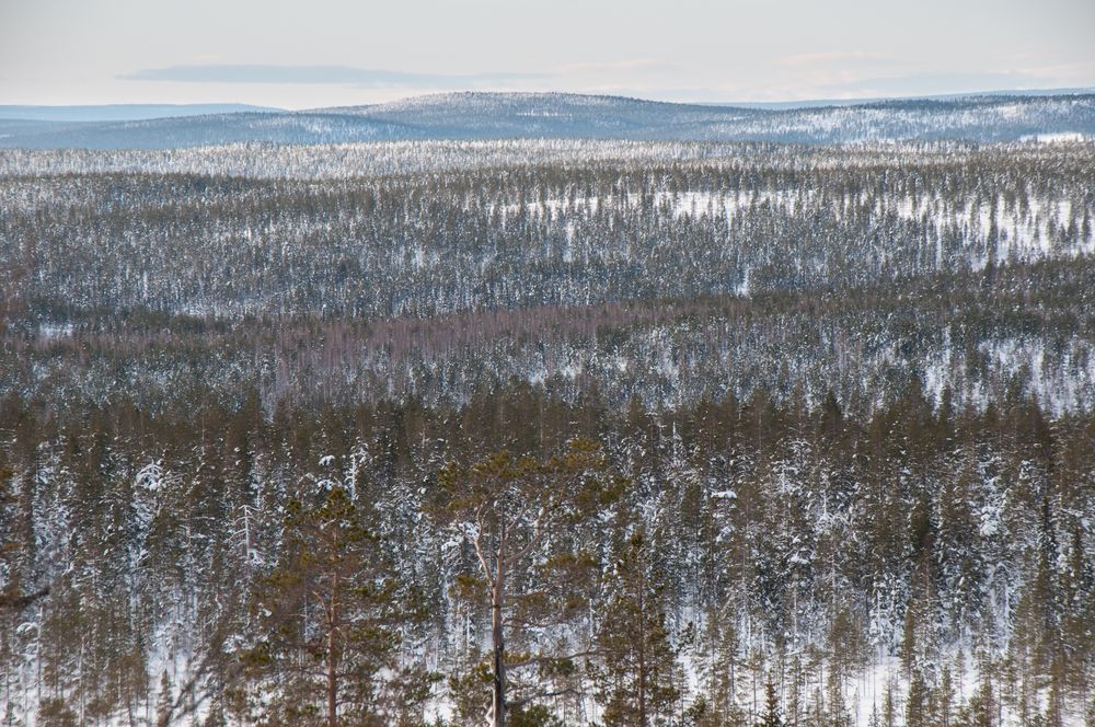 Blick in die Taiga Foto & Bild | europe, scandinavia, lappland sápmi ...