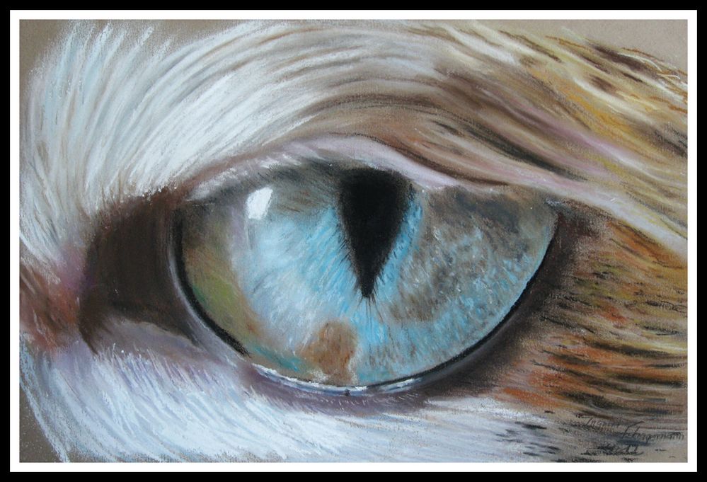 Blick in ein Katzenauge - Foto & Bild | kunstfotografie & kultur, gemälde & skulpturen, gemälde ...