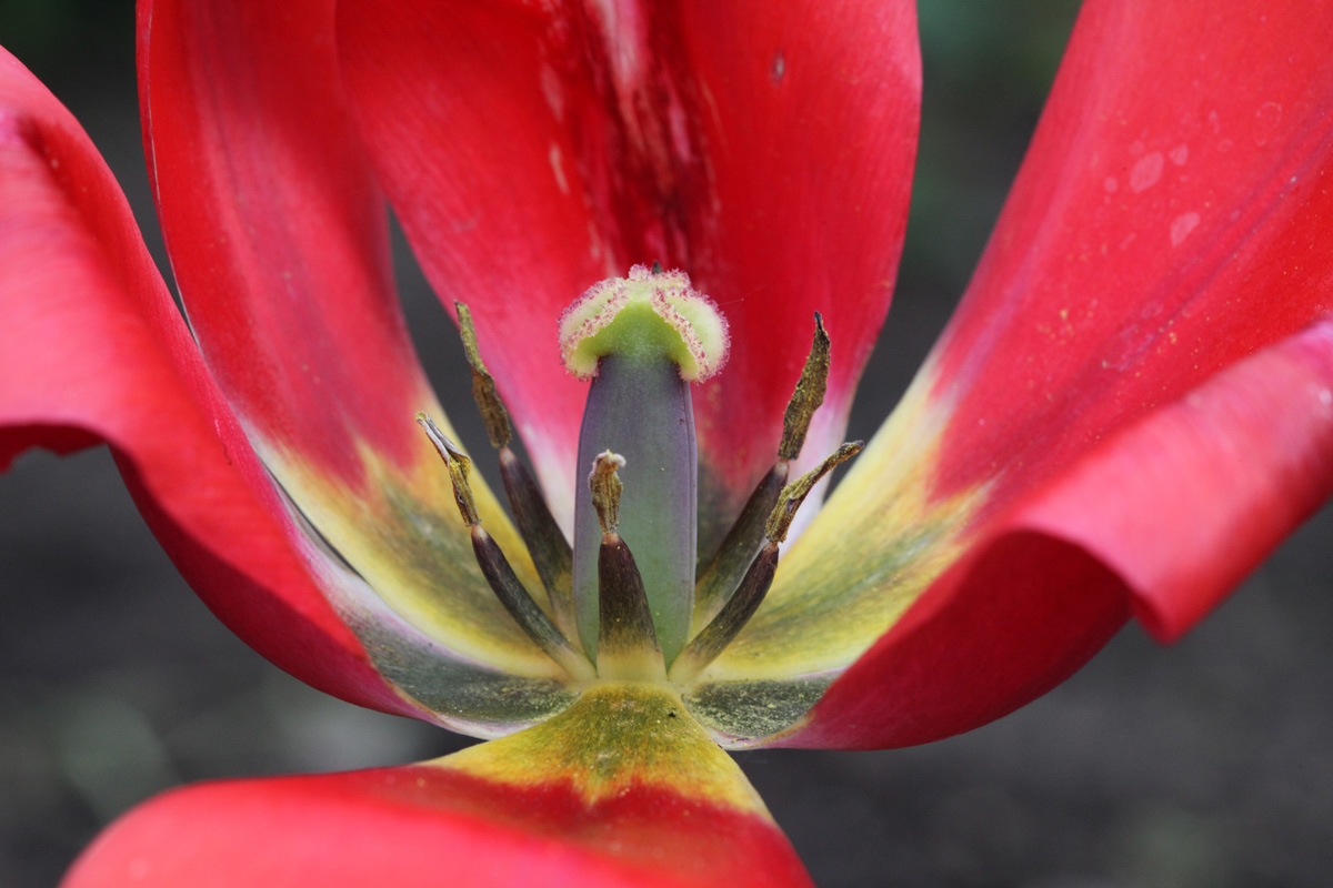 Blick in eine verblühte Tulpe Foto & Bild | pflanzen, pilze & flechten, blüten- & kleinpflanzen ...