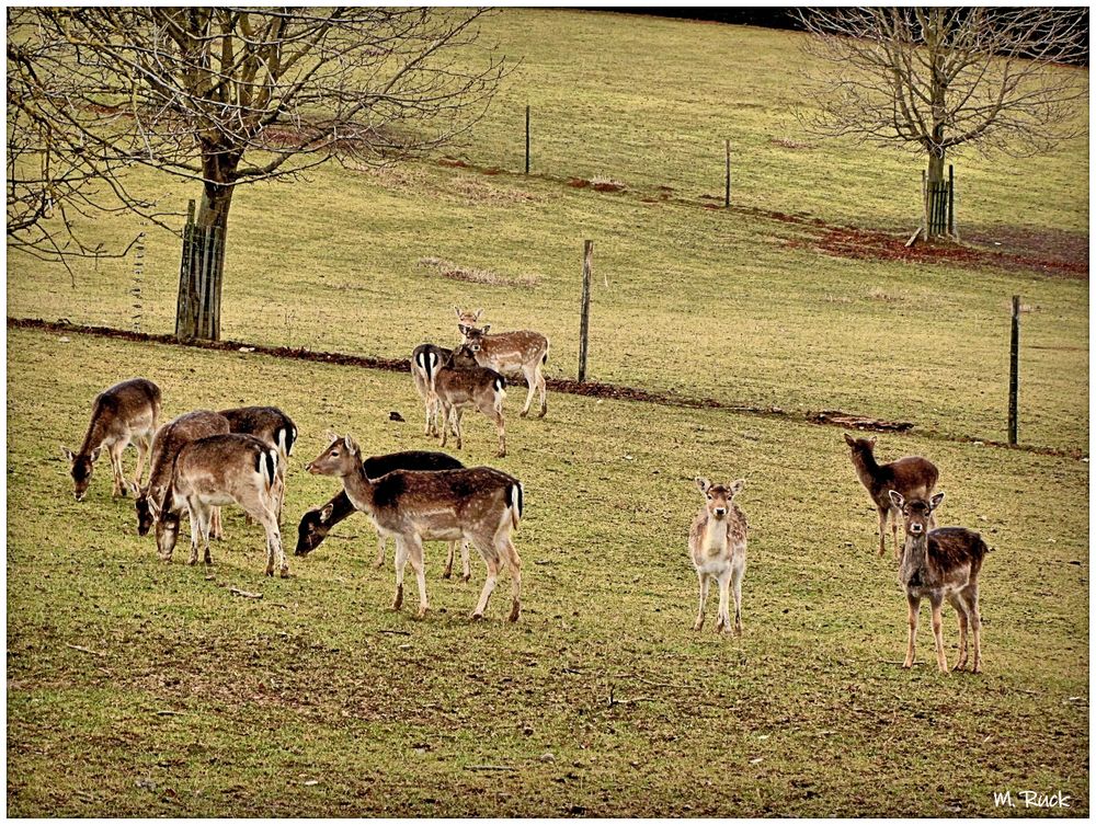 Blick ins Damwild Gehege , Foto & Bild | tiere, landschaft, bäume ...