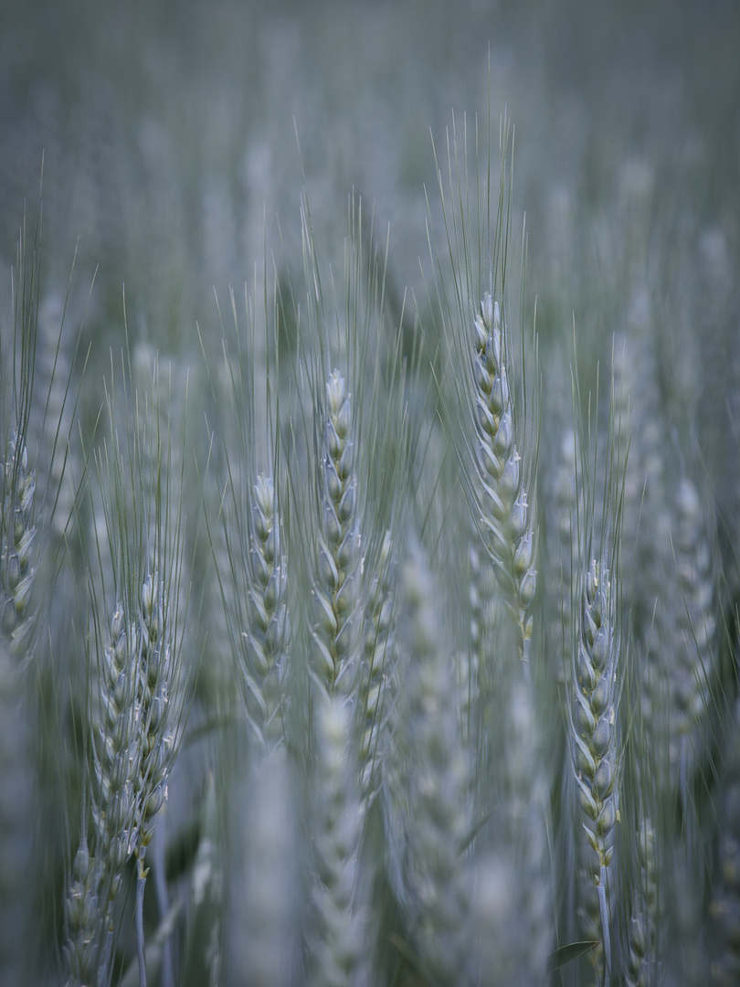 Blick ins Feld Foto & Bild | landschaft, Äcker, felder & wiesen, feld ...