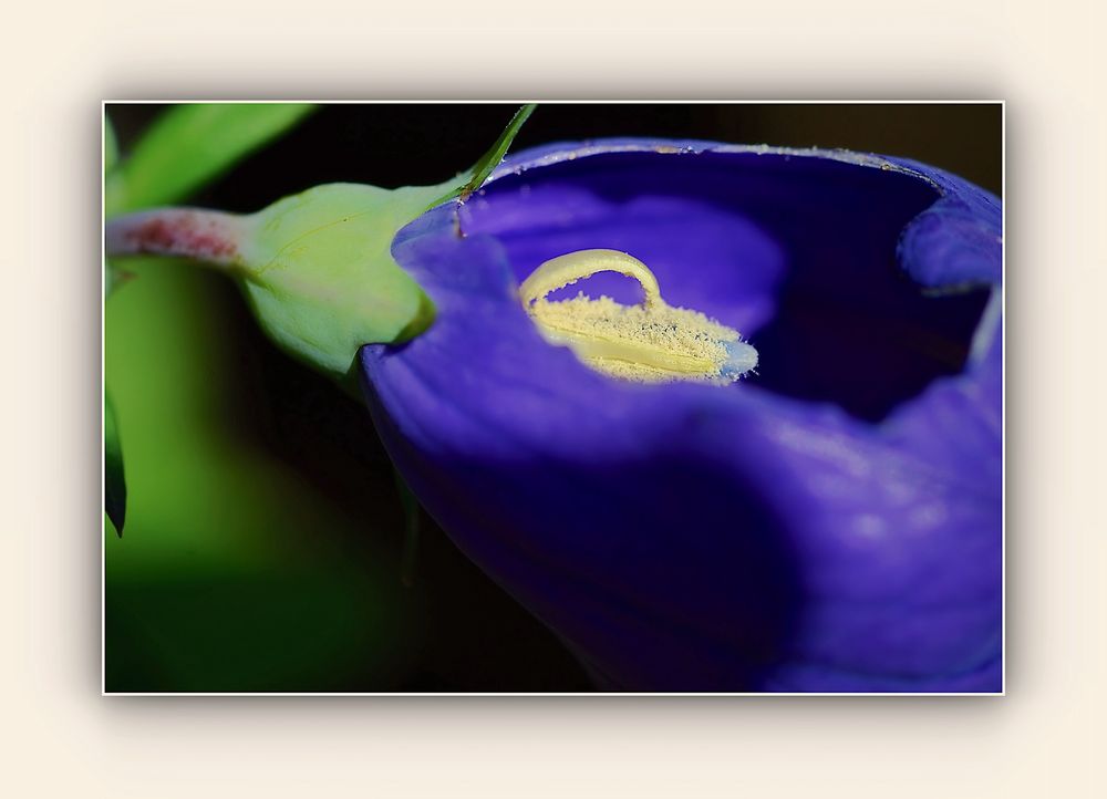 Blick ins Innere Foto & Bild | natur-makros, projekte, natur-kreativ Bilder auf fotocommunity