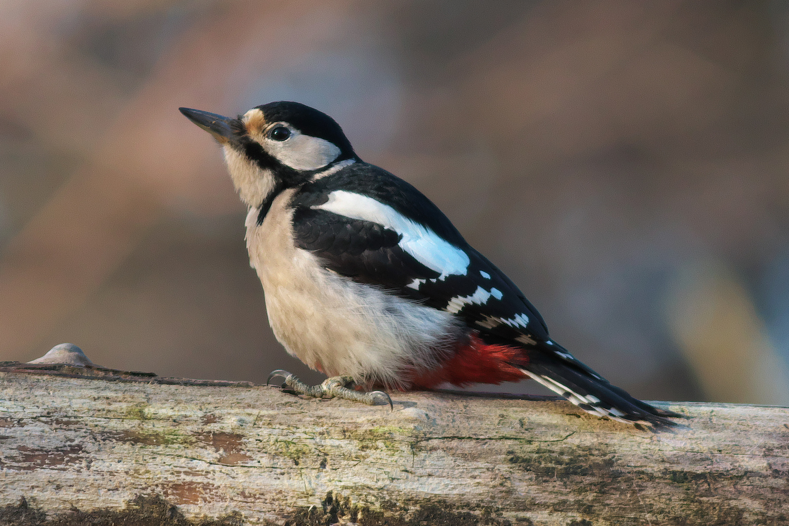 Blick nach Links, ein Buntspechtweibchen Foto & Bild | tiere, wildlife ...