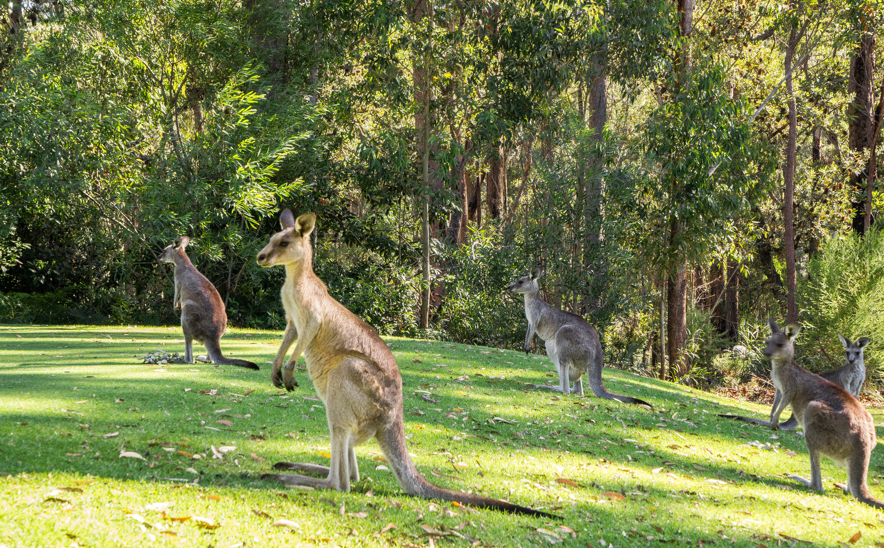 Blick nach vorne.... Foto & Bild | australia & oceania, australia, new ... Blick nach vorne.... Foto & Bild | australia & oceania, australia, new ...