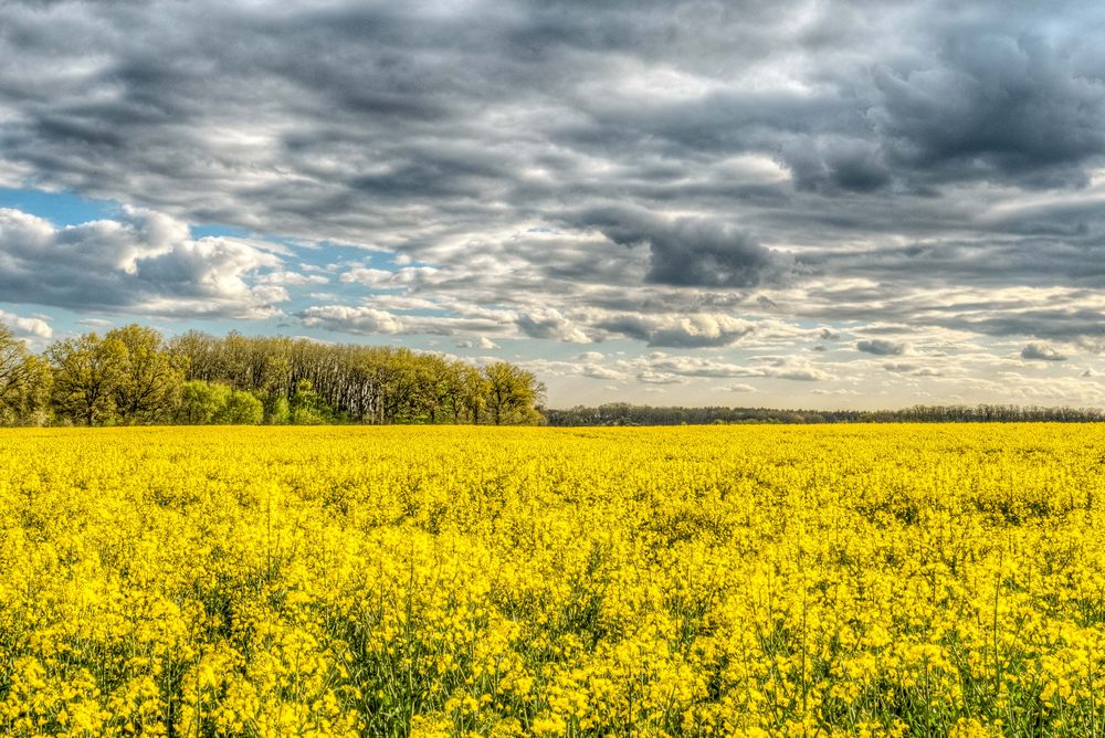Blick über das Rapsfeld Foto & Bild | landschaft, Äcker, felder ...